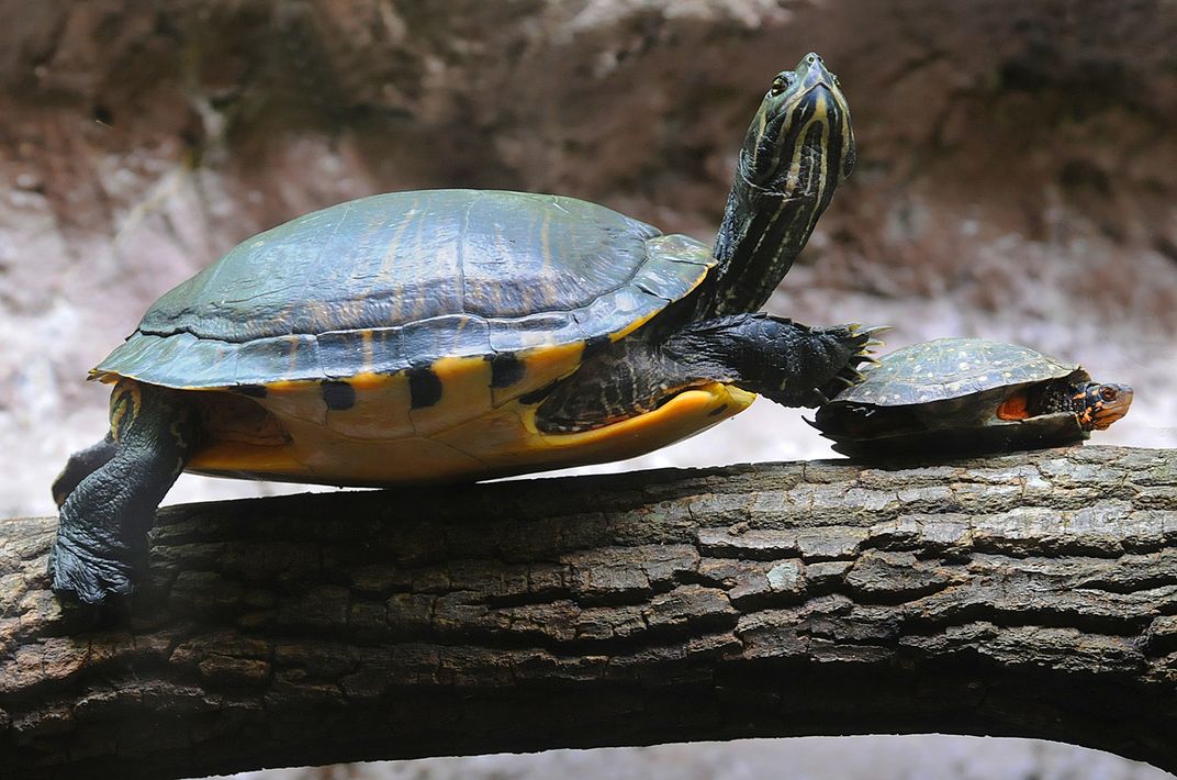 A yellow-bellied slider turtle (left) seems to be pushing a smaller ...