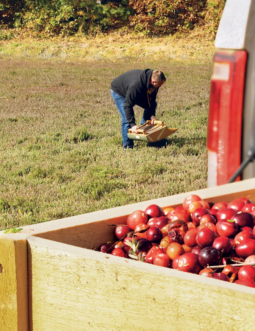 These Photos of Harvesting Cranberries Transform the Annual Ritual Into ...
