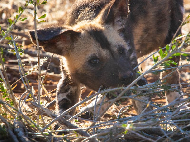 Wild Dog Puppy | Smithsonian Photo Contest | Smithsonian Magazine