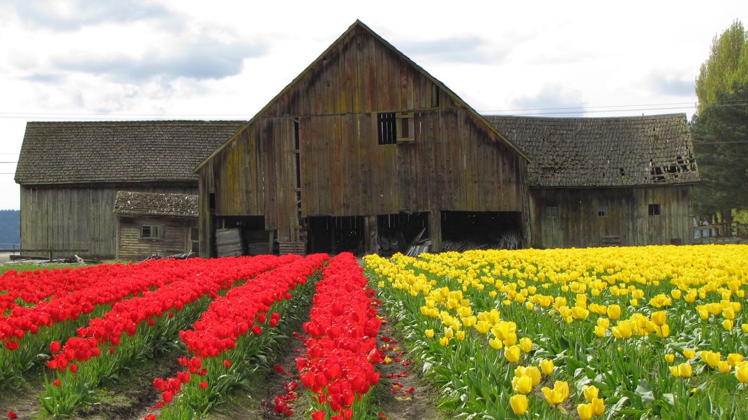 A spectacular view of a working tulip farm at the Skagit, WA Tulip ...