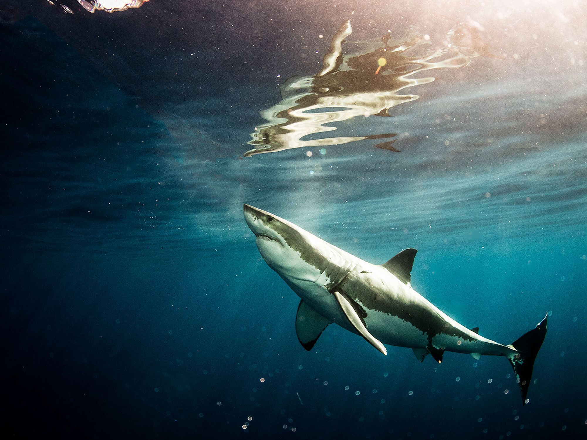 Where Did South Africa's Missing Sharks Go?