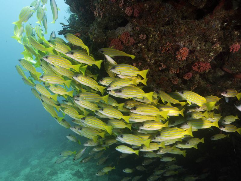 Blue-Striped snappers turn the corner on a coral reef | Smithsonian ...
