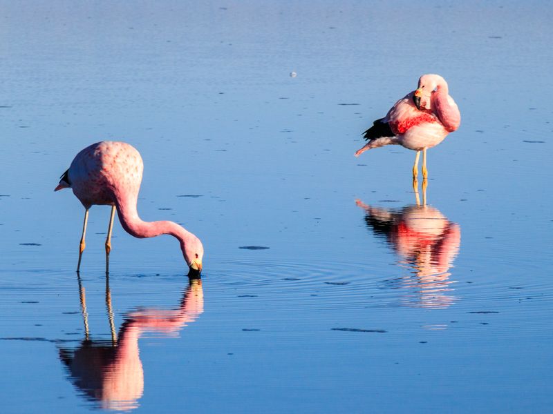 Flamingo duo | Smithsonian Photo Contest | Smithsonian Magazine