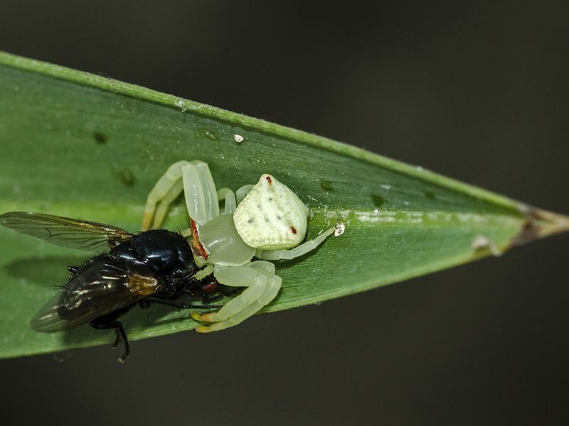Crab spider with a kill | Smithsonian Photo Contest | Smithsonian Magazine