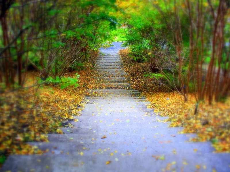 and so it falls... autumn leaves, dancing in the wind | Smithsonian ...