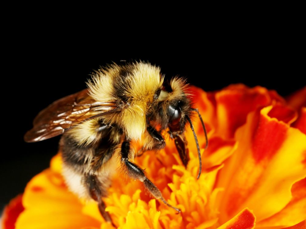 Bumblebees Detect a Flower's Electric Buzz With Their Fuzz