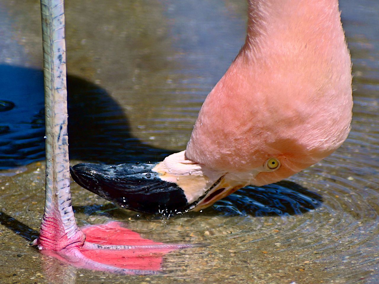 flamingo every 5 seconds