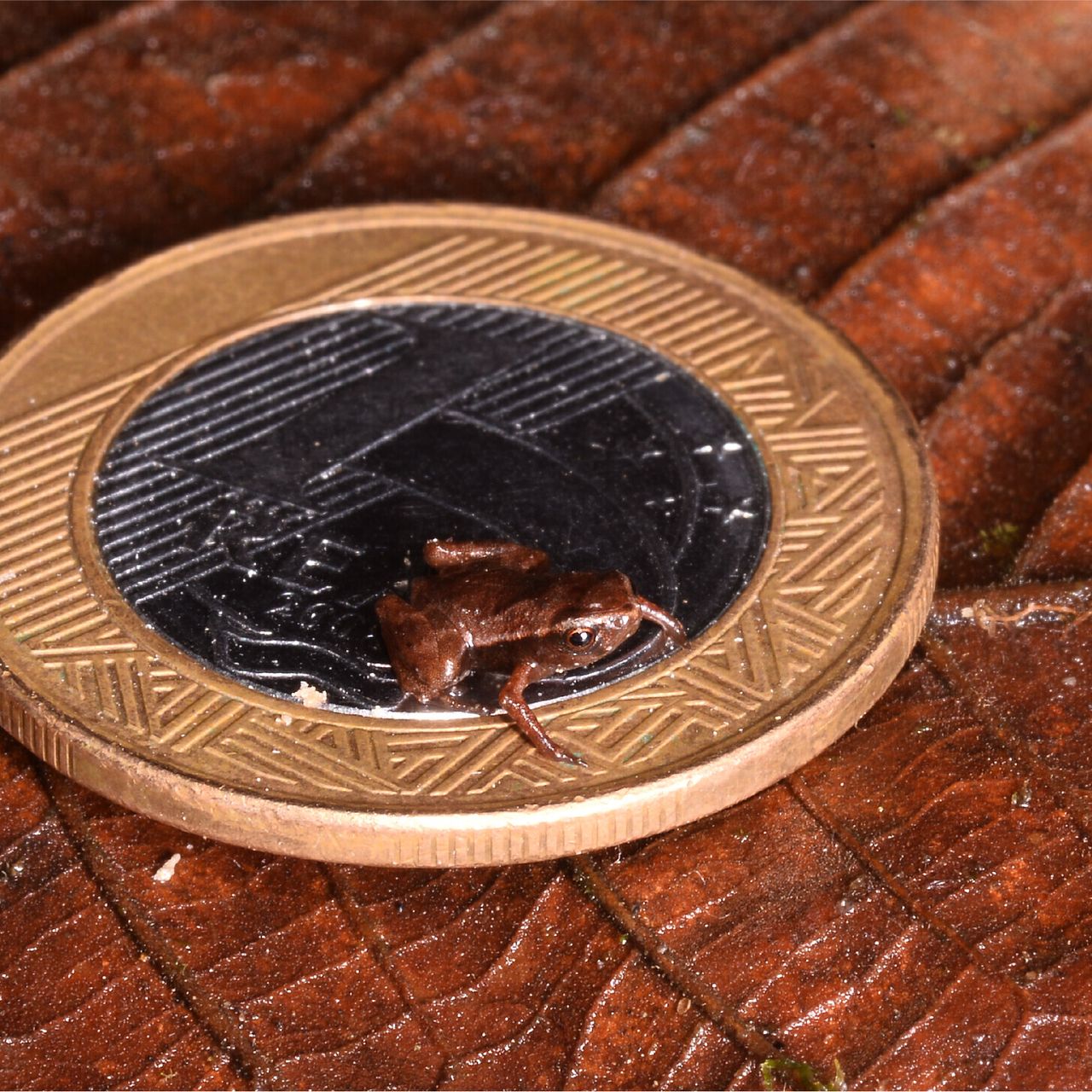 Worlds Smallest Frog Endangered Species International