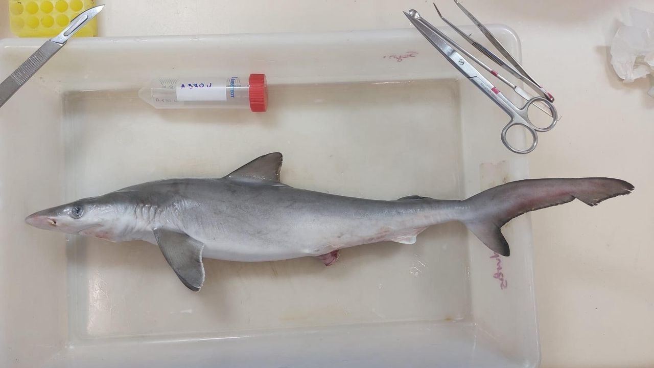 sharpnose shark attack