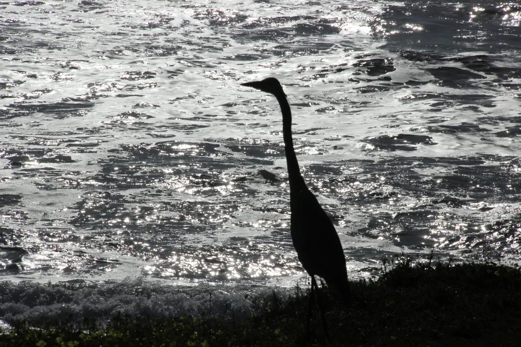 Egret Central California Coast | Smithsonian Photo Contest ...