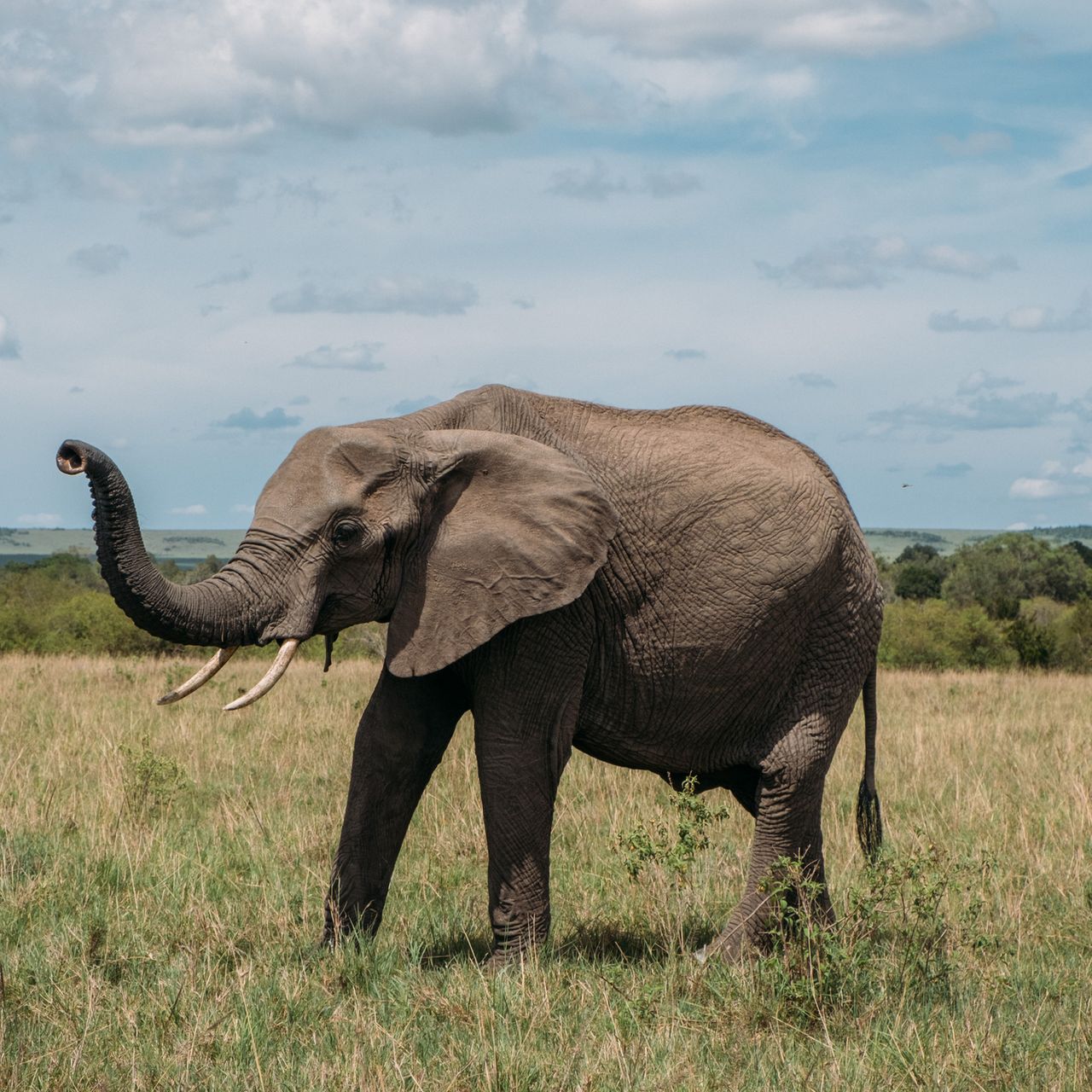Elephant Most Muscles