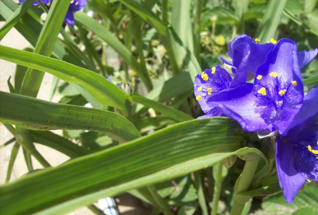 A purple Spider Wart. | Smithsonian Photo Contest | Smithsonian Magazine