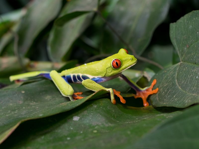Red eyed Costa Rican tree frog on leaves | Smithsonian Photo Contest ...
