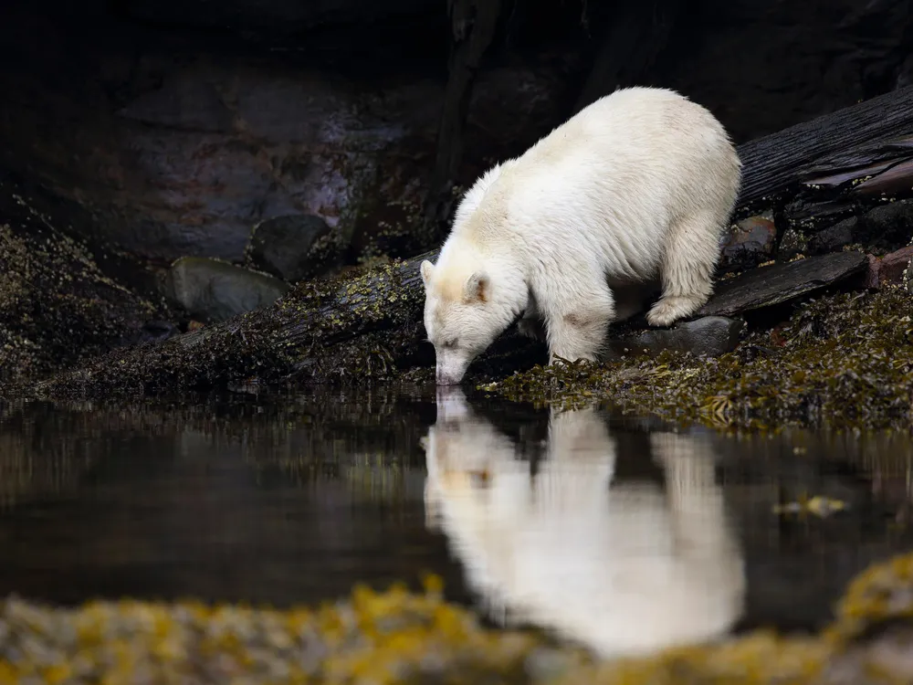 This Rare, White Bear May Be the Key to Saving a Canadian Rainforest