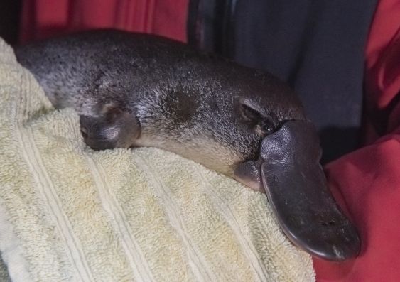 platypus