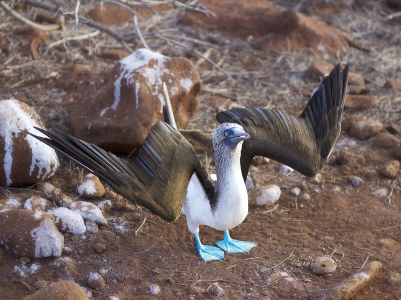 A Blue Footed Booby during his mating dance | Smithsonian Photo Contest ...
