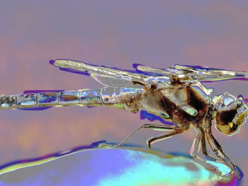 A skeletal dragonfly | Smithsonian Photo Contest | Smithsonian Magazine