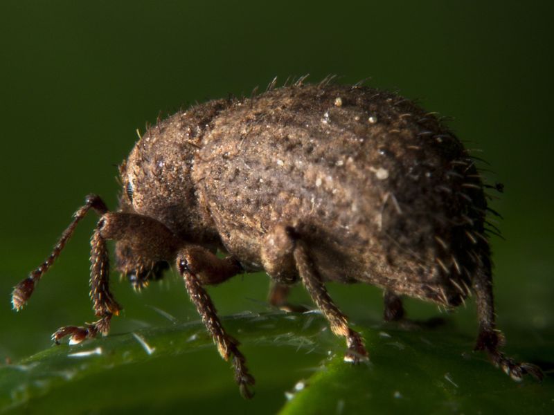 A brown weevil | Smithsonian Photo Contest | Smithsonian Magazine