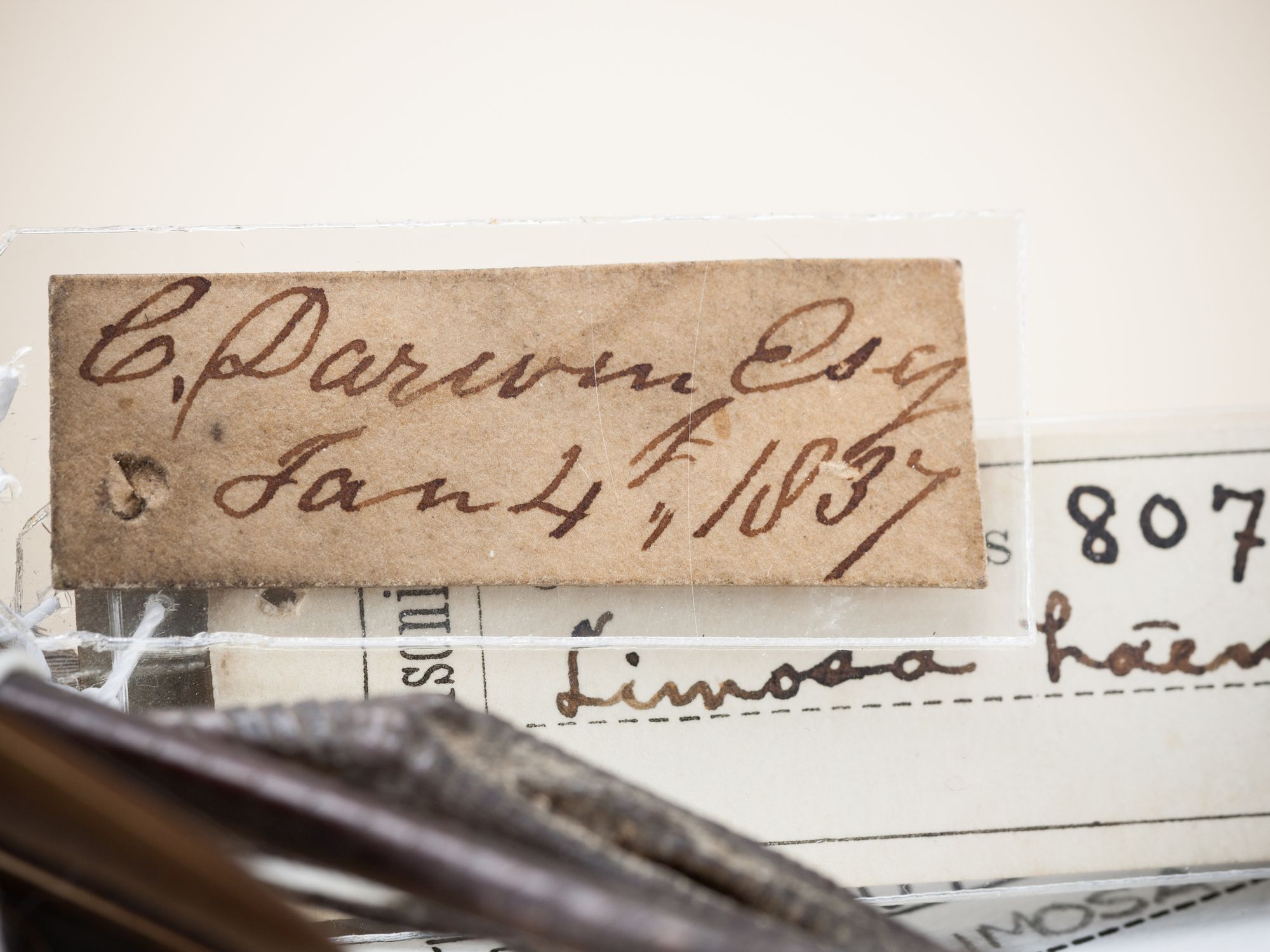 How A 190-Year-Old Shorebird Preserves Darwin’s Legacy | Smithsonian ...