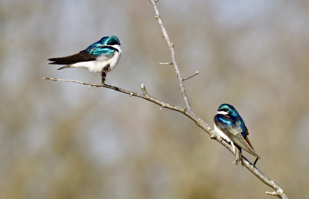 A couple of perched tree swallows in early April that dazzled the eye ...