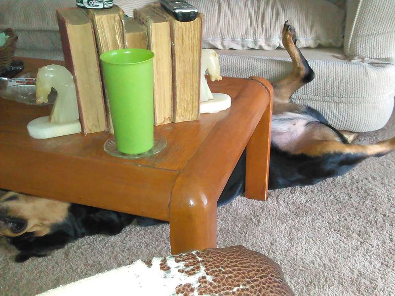 Sunday Afternoon Nap | Smithsonian Photo Contest | Smithsonian Magazine