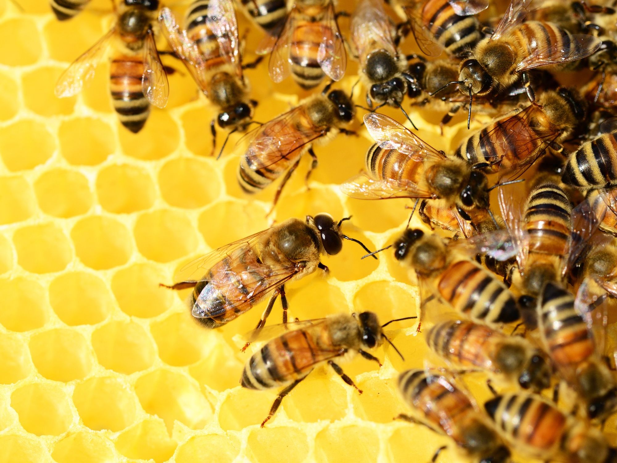 A Swarm of Bees Delayed a Flight for Three Hours