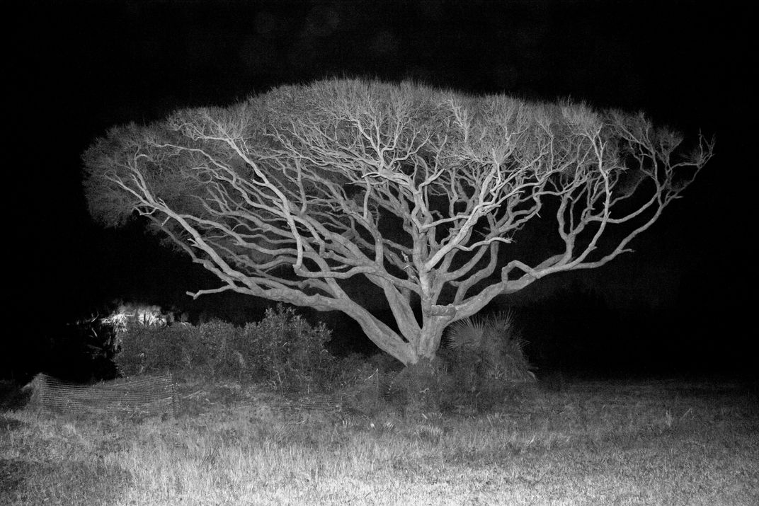 Tree at Night | Smithsonian Photo Contest | Smithsonian Magazine