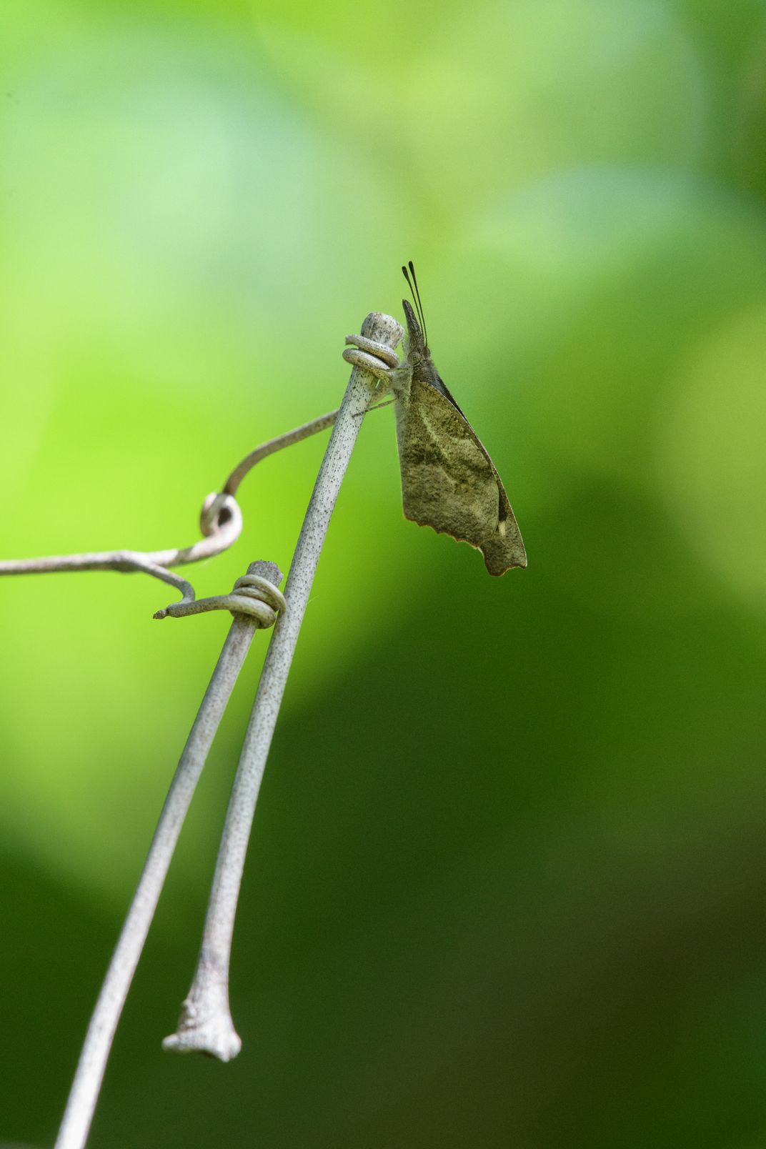 An American Snout in the ventral wing position. | Smithsonian Photo ...
