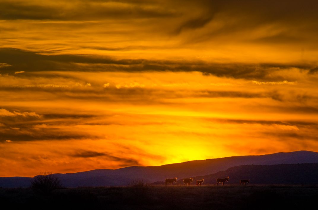 Tired Mules | Smithsonian Photo Contest | Smithsonian Magazine