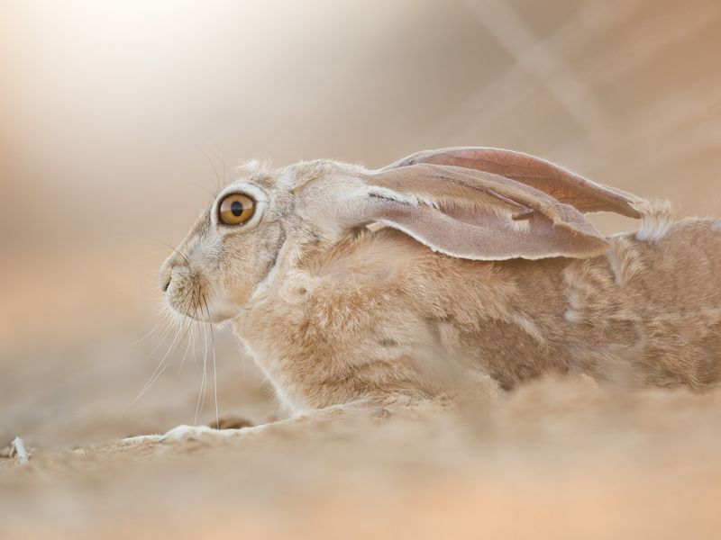 Desert Hare | Smithsonian Photo Contest | Smithsonian Magazine