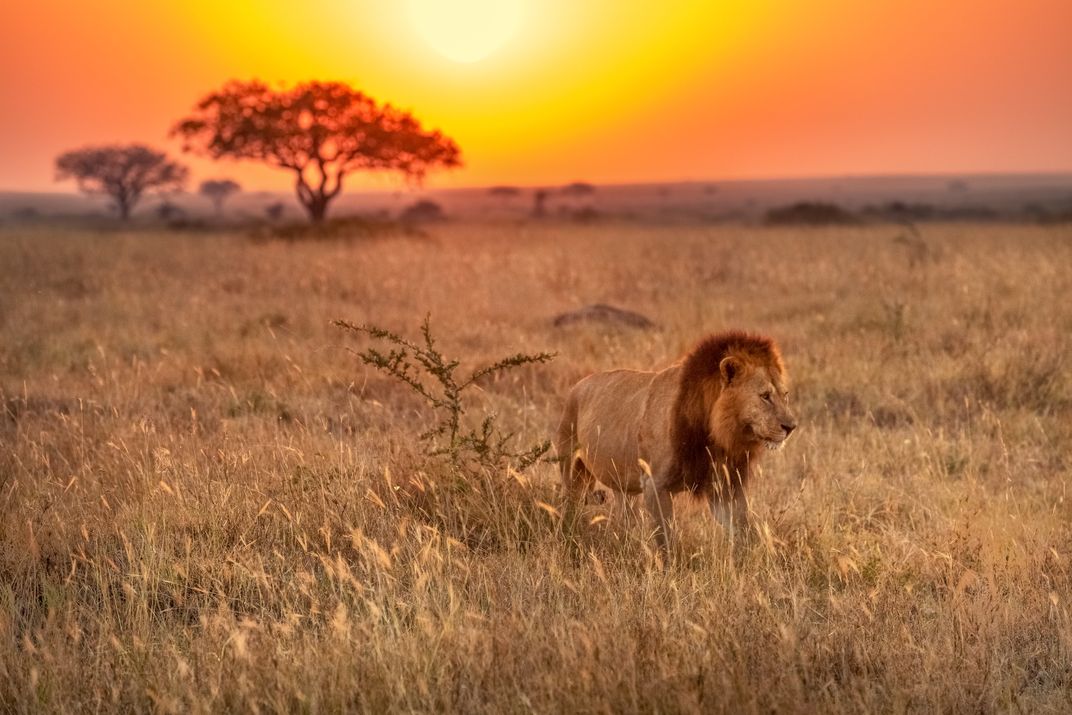 Lion King of Prairie | Smithsonian Photo Contest | Smithsonian Magazine