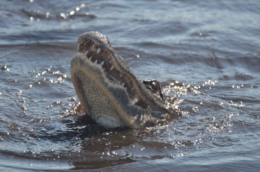AMERICAN ALLIGATOR | Smithsonian Photo Contest | Smithsonian Magazine