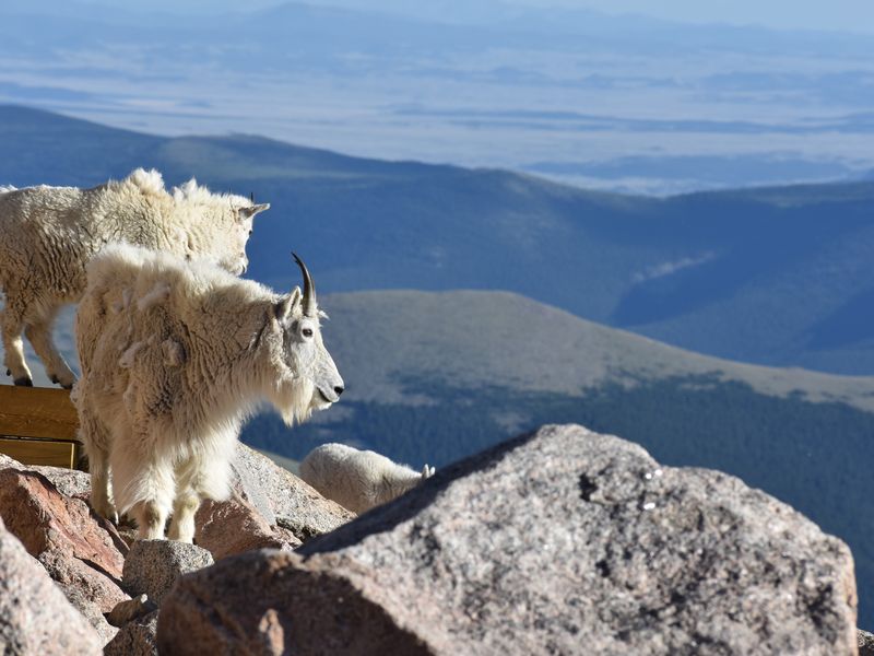Mountain goats atop Mount Evans in Colorado | Smithsonian Photo Contest ...