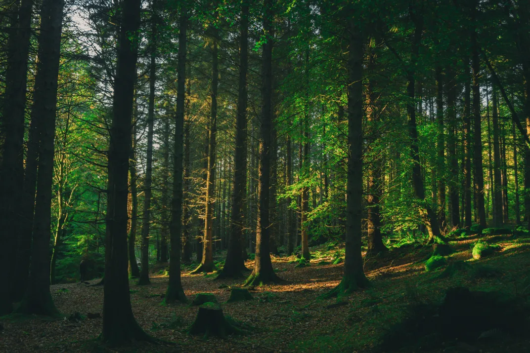 Sunlight peeking through forest | Smithsonian Photo Contest ...