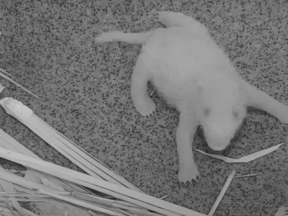 Giant Panda Mama Gives Birth to Baby Cub at National Zoo