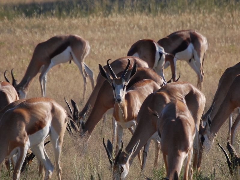 A single attentive springbok in a grazing herd | Smithsonian Photo ...