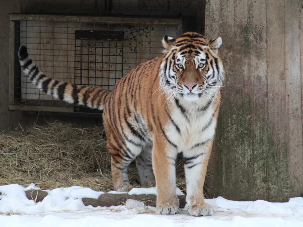 Meet Vostok, the National Zoo's New Amur Tiger | Smithsonian Voices ...