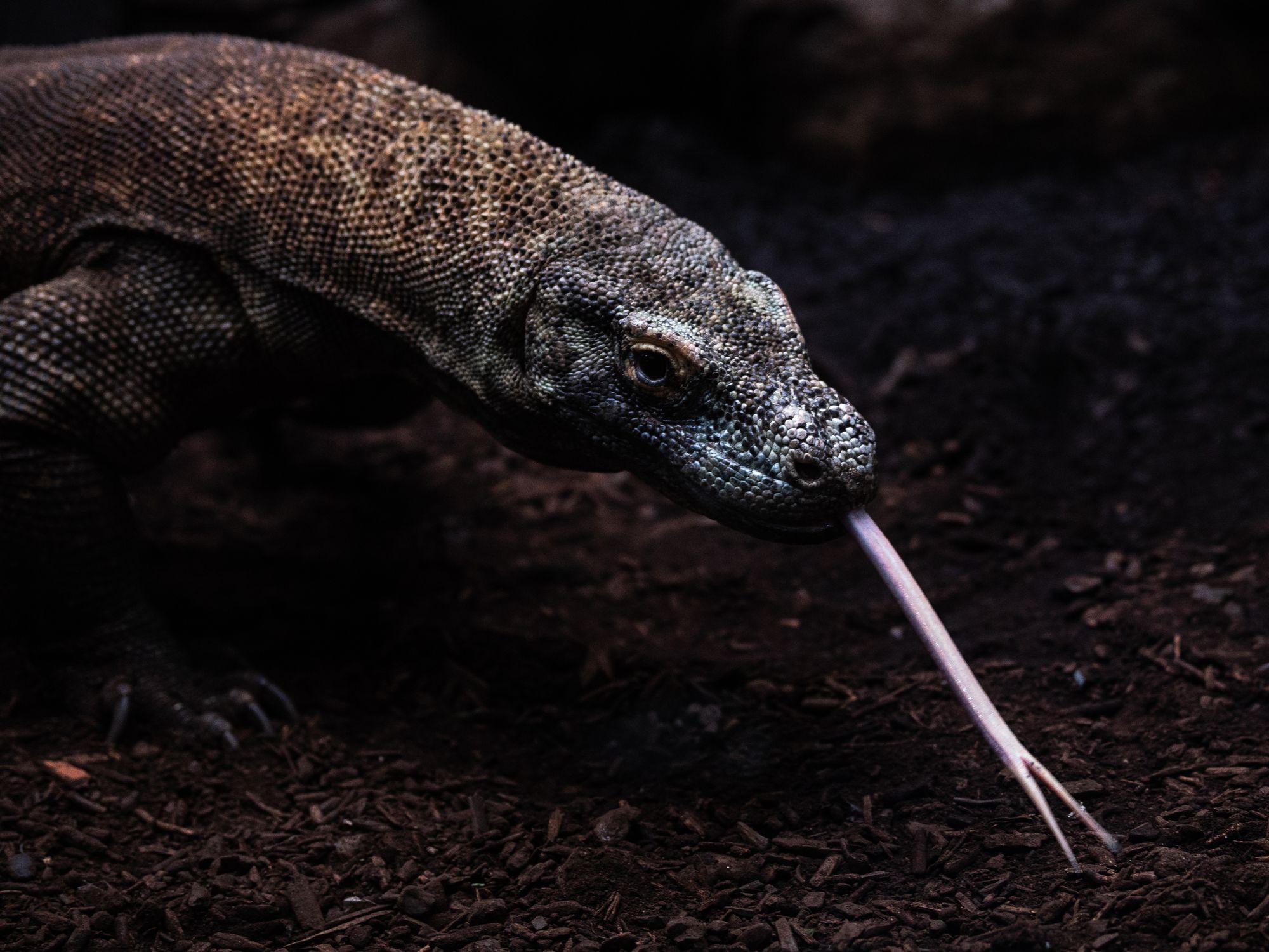 Komodo Dragons Have Iron-Coated Teeth, Study Finds