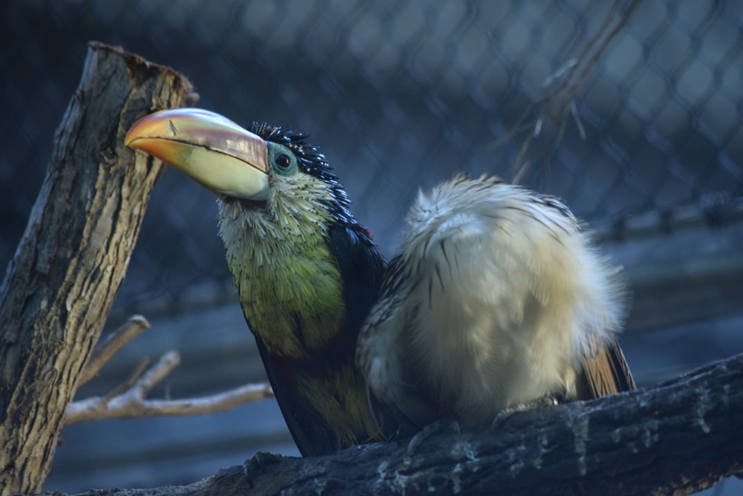 A curl-crested araçari and its fluffy friend the guira cuckoo at the ...