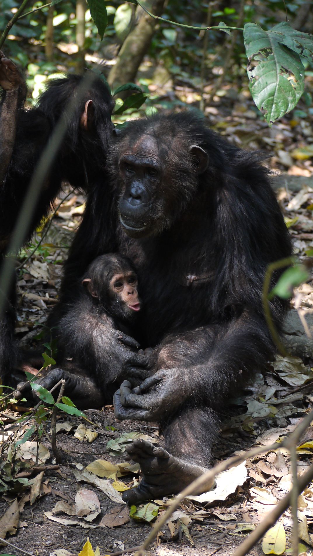 Gremlin and her Baby | Smithsonian Photo Contest | Smithsonian Magazine