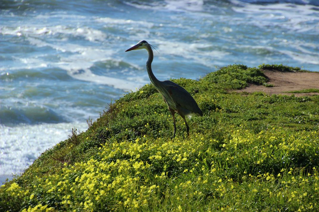 Egret Central California Coast | Smithsonian Photo Contest ...