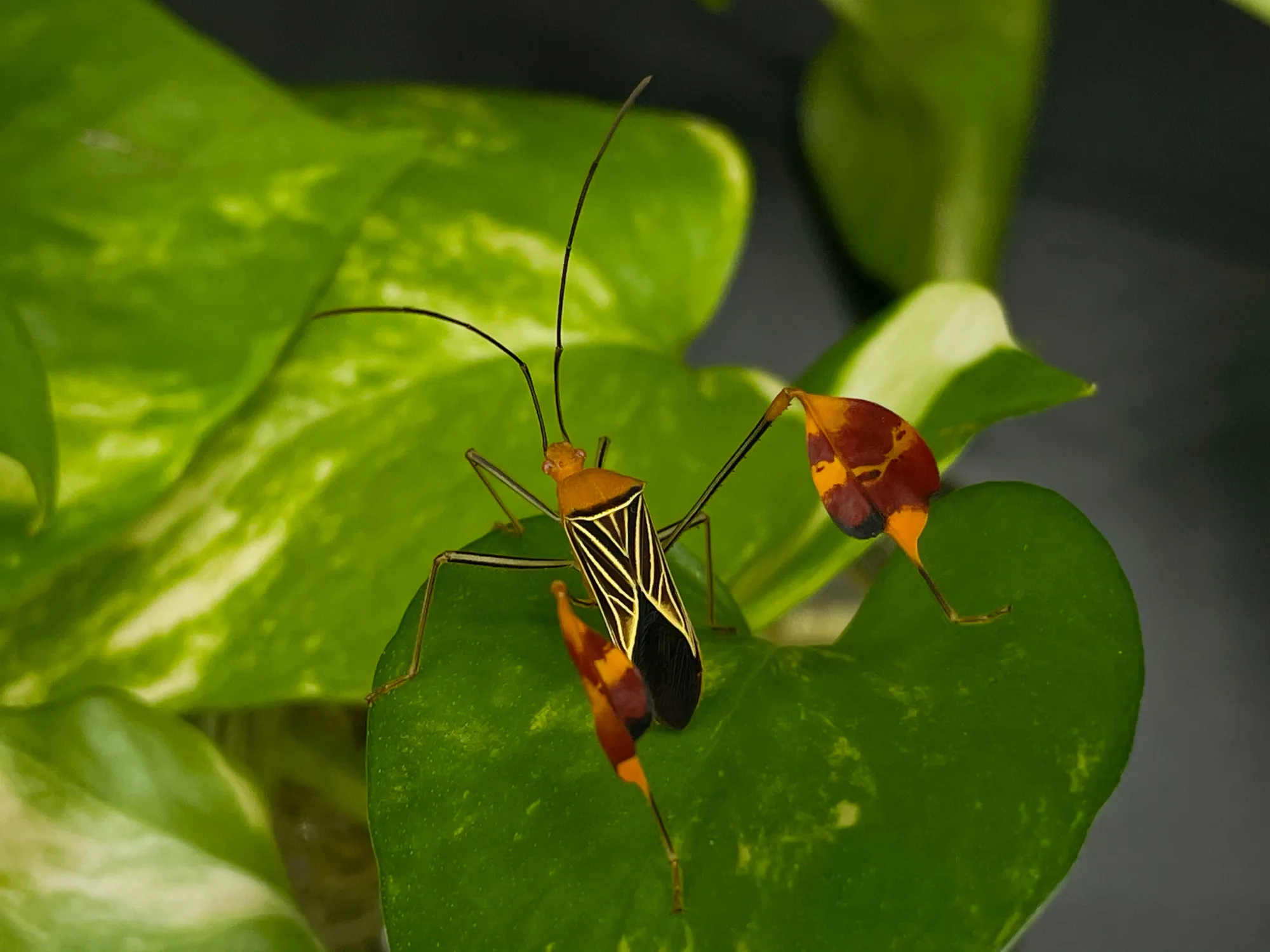 Red Flags: I'm Not the Bug for You | Smithsonian Voices | Smithsonian ...