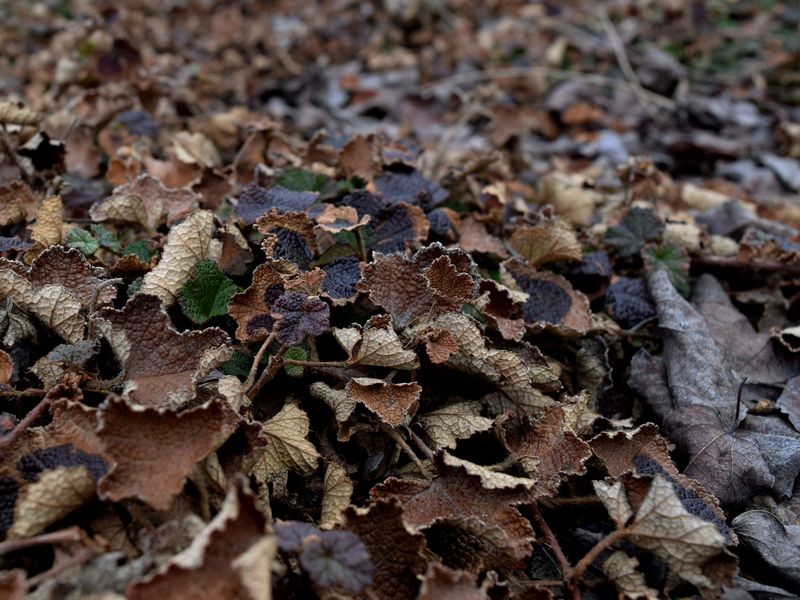 A shot of decaying leaves | Smithsonian Photo Contest | Smithsonian ...