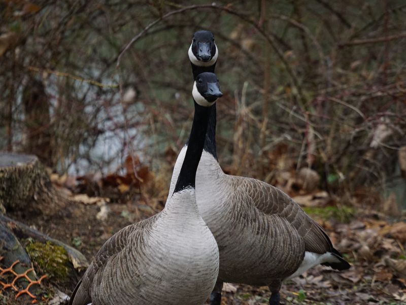 Geese protect their nest. | Smithsonian Photo Contest | Smithsonian ...
