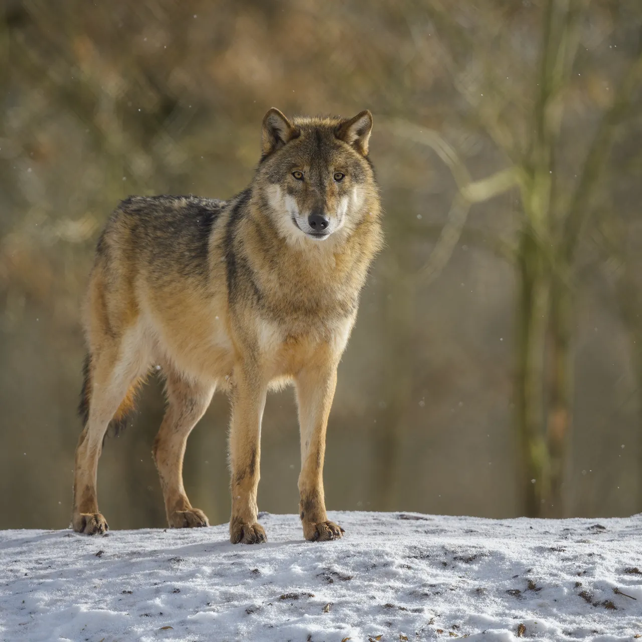 gray wolf listing status