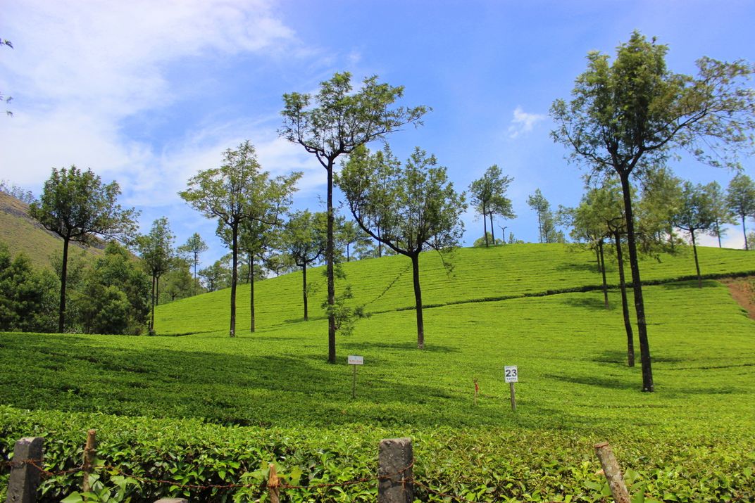 Soothing greenery while travelling in Munnar, Kerala | Smithsonian ...