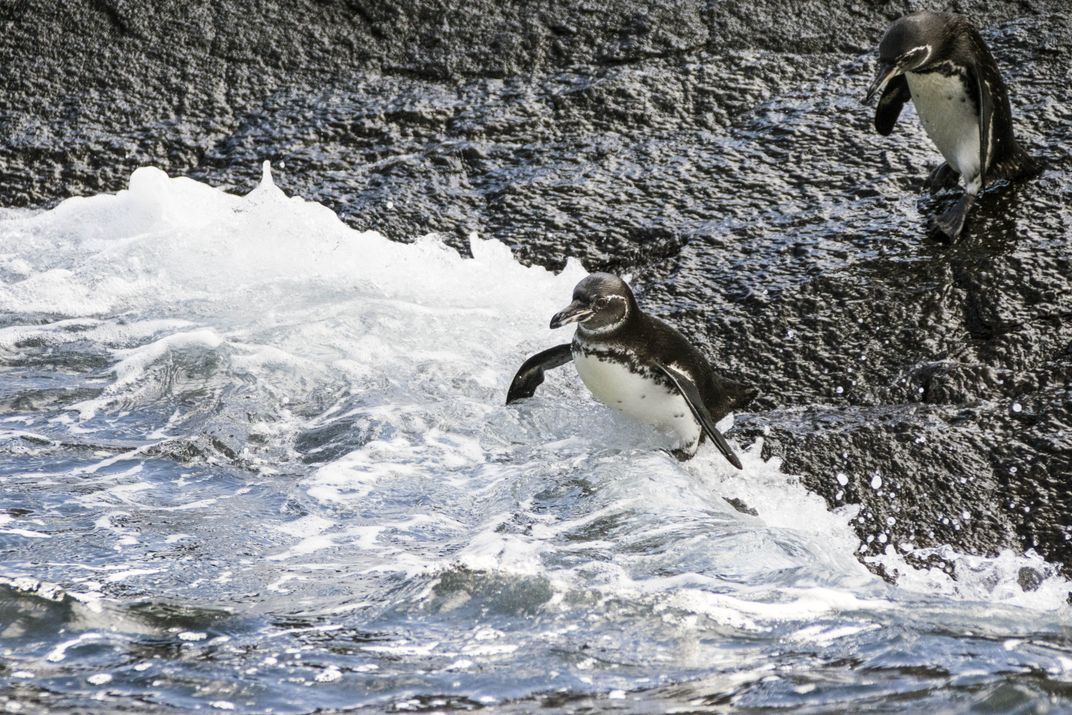 Penguin Testing the Water | Smithsonian Photo Contest | Smithsonian ...