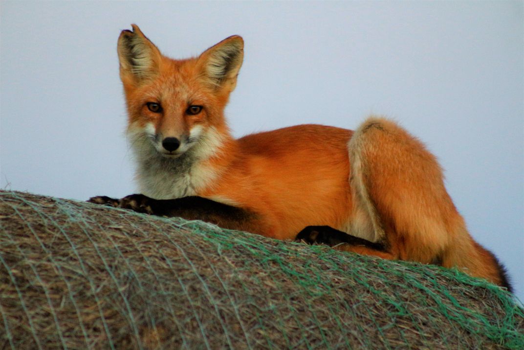 Mother Fox | Smithsonian Photo Contest | Smithsonian Magazine