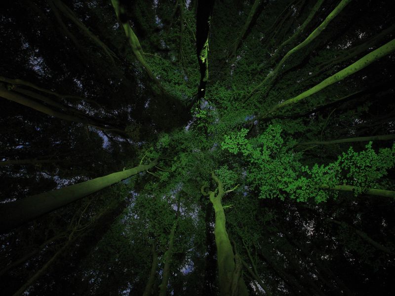 Tree Canopy at Night | Smithsonian Photo Contest | Smithsonian Magazine