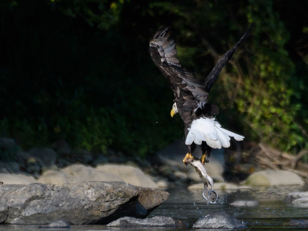 Bald Eagle with Squirrel | Smithsonian Photo Contest | Smithsonian Magazine